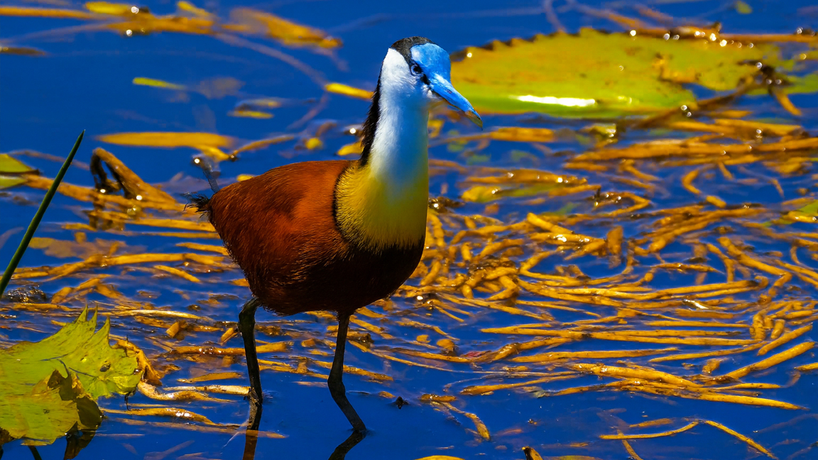 Colorful Water Bird – Cinematic Wildlife Footage