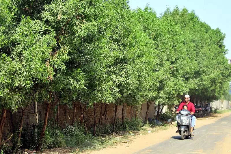 Curious case of Conocarpus: Forest dept action on ‘invasive’ tree ...