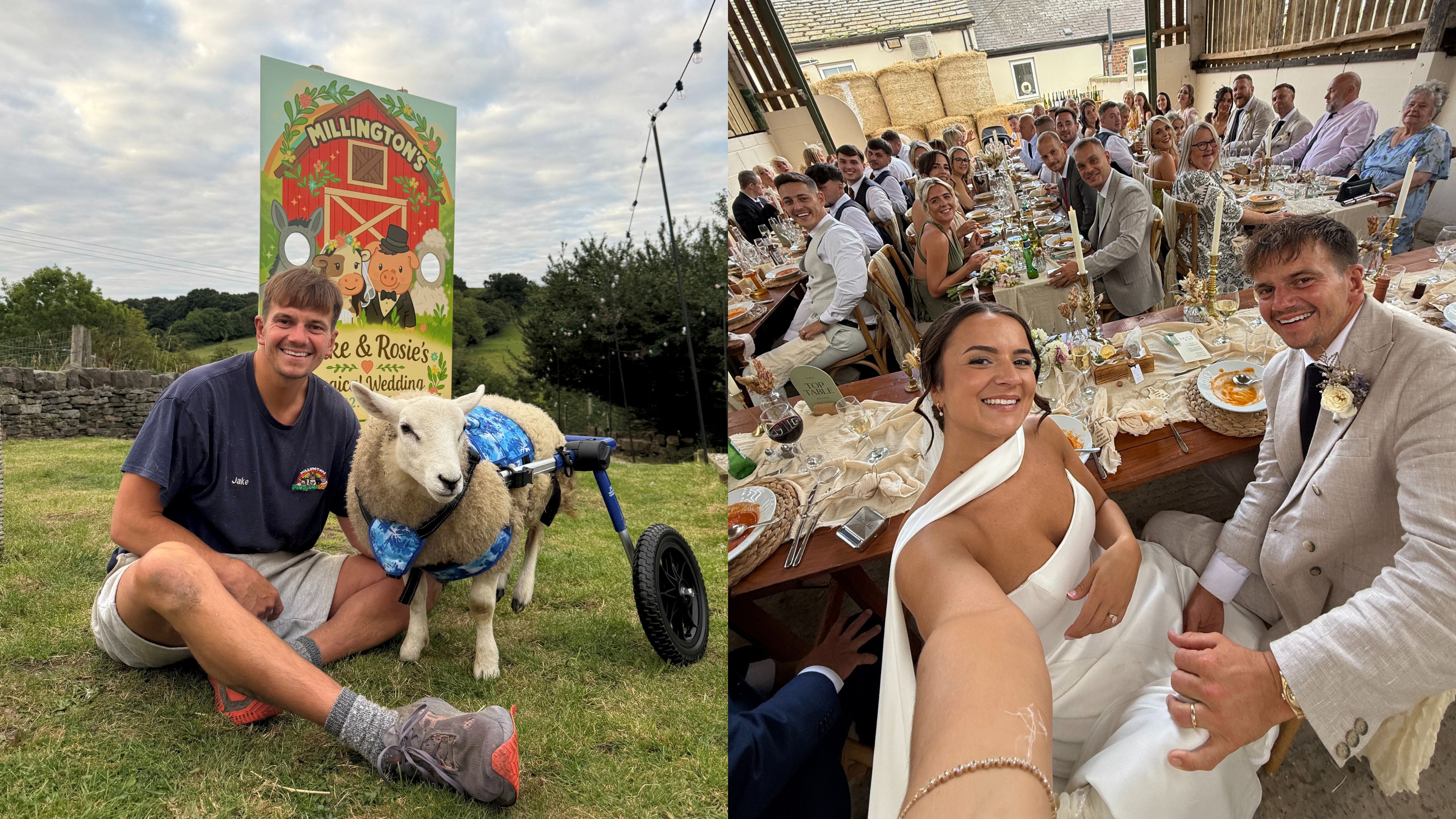 Couple tie the knot at an animal sanctuary - with disabled sheep as ...
