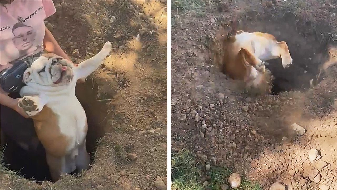 Unsaveable Sherman The Stubborn Bulldog Won T Stop Jumping In Holes