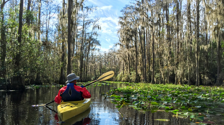 The Best Places In America To See Wild Manatees (That Aren't Florida ...