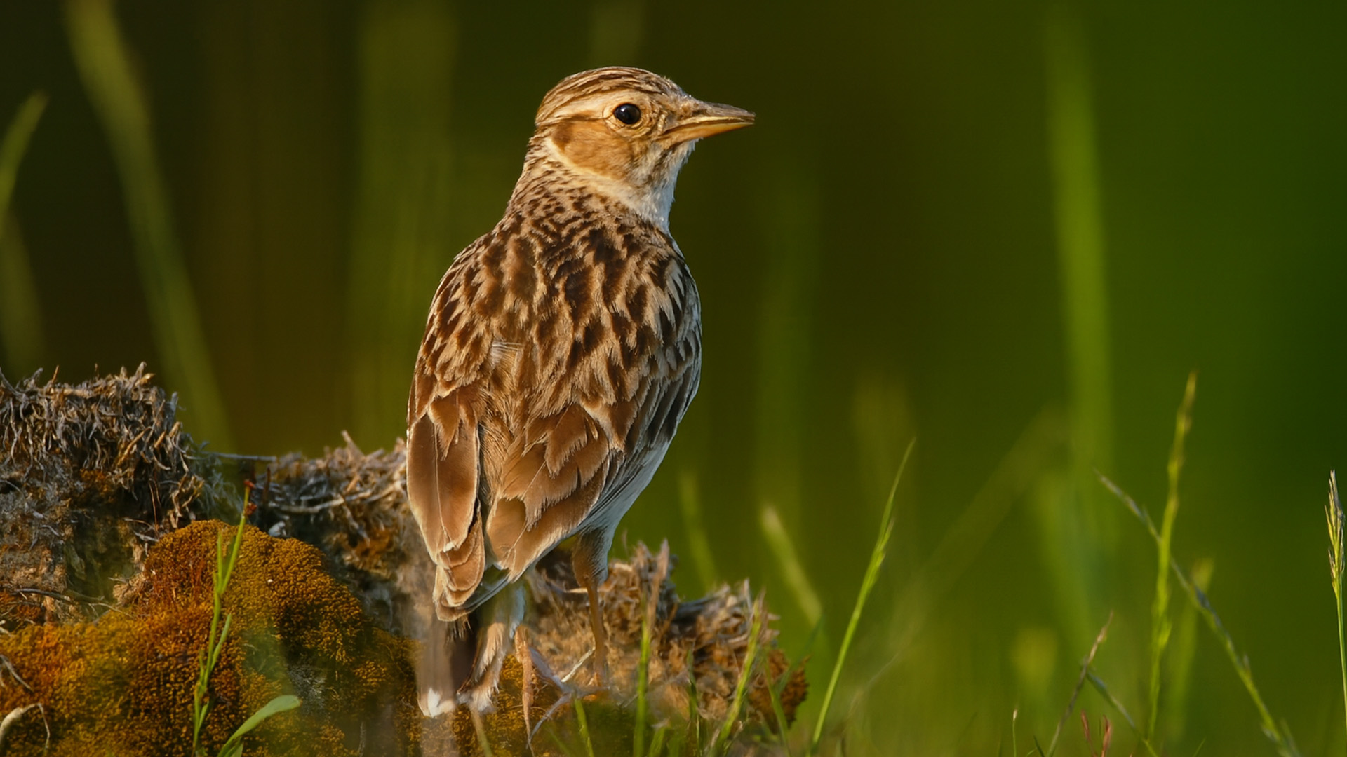 Rencontre avec la faune sauvage dans son habitat naturel