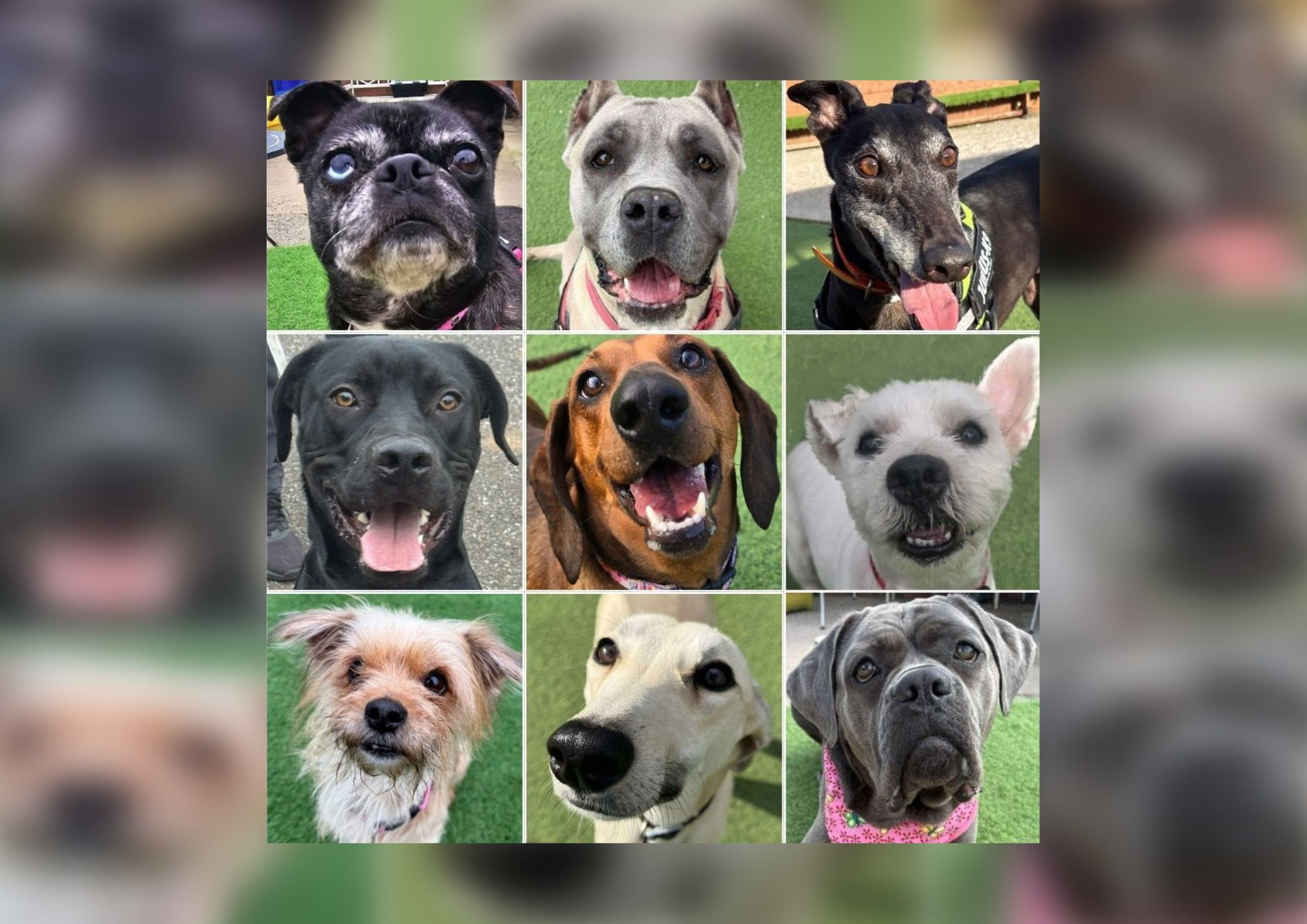 9 delightful dogs being cared for at Thornberry Animal Sanctuary who ...
