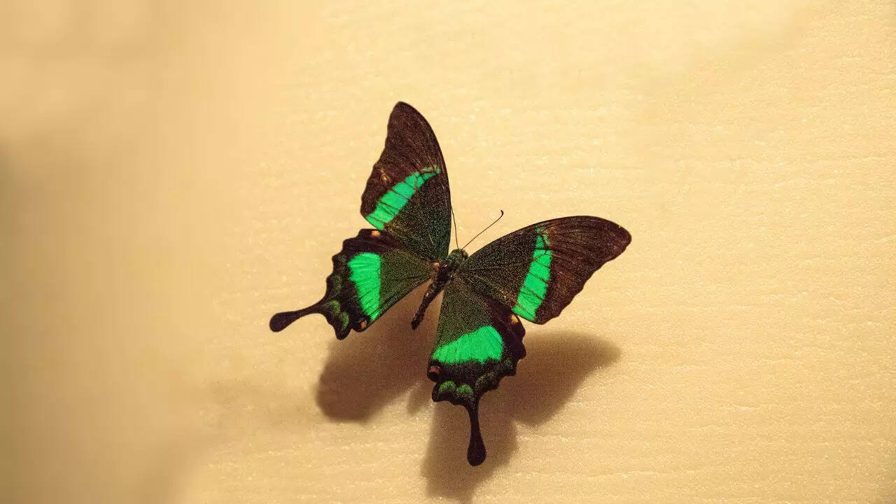 8 insects that are as beautiful as birds