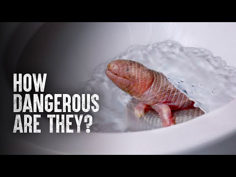 Tips for surviving the most disgusting reptiles