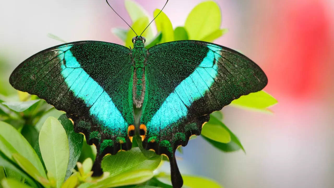8 insects that are as beautiful as birds