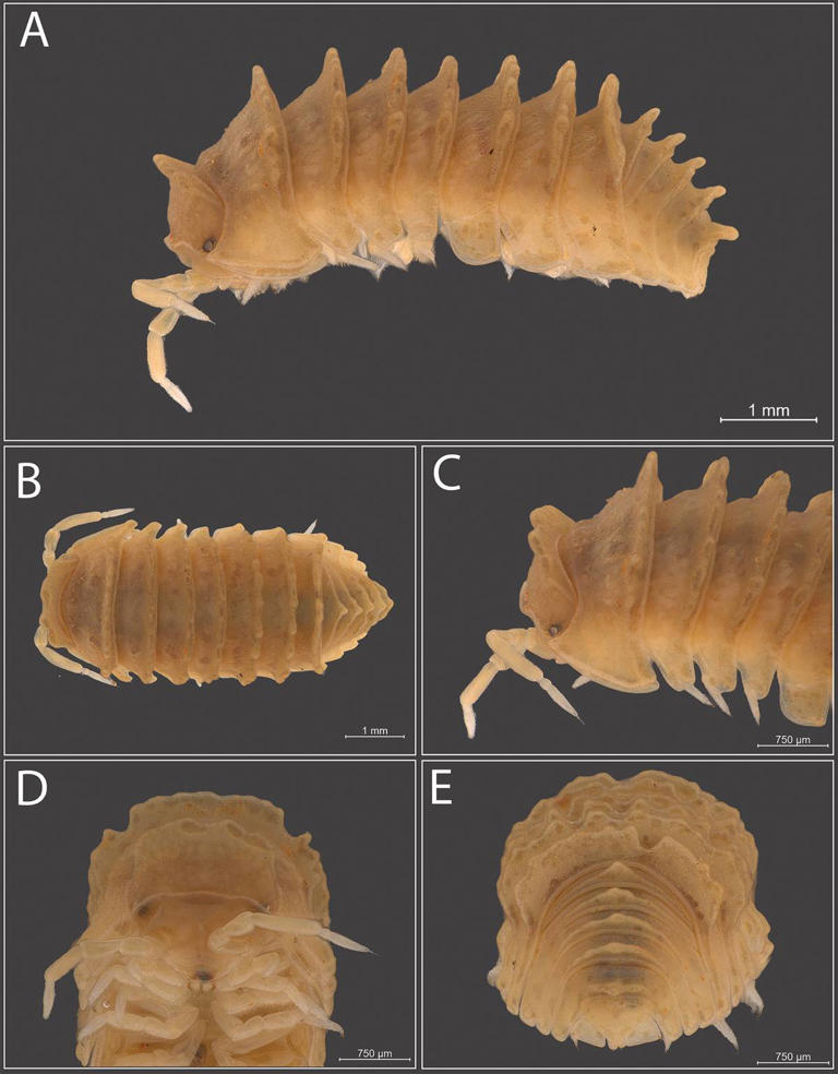 Nova espécie de bicho-de-conta descoberta por bióloga portuguesa