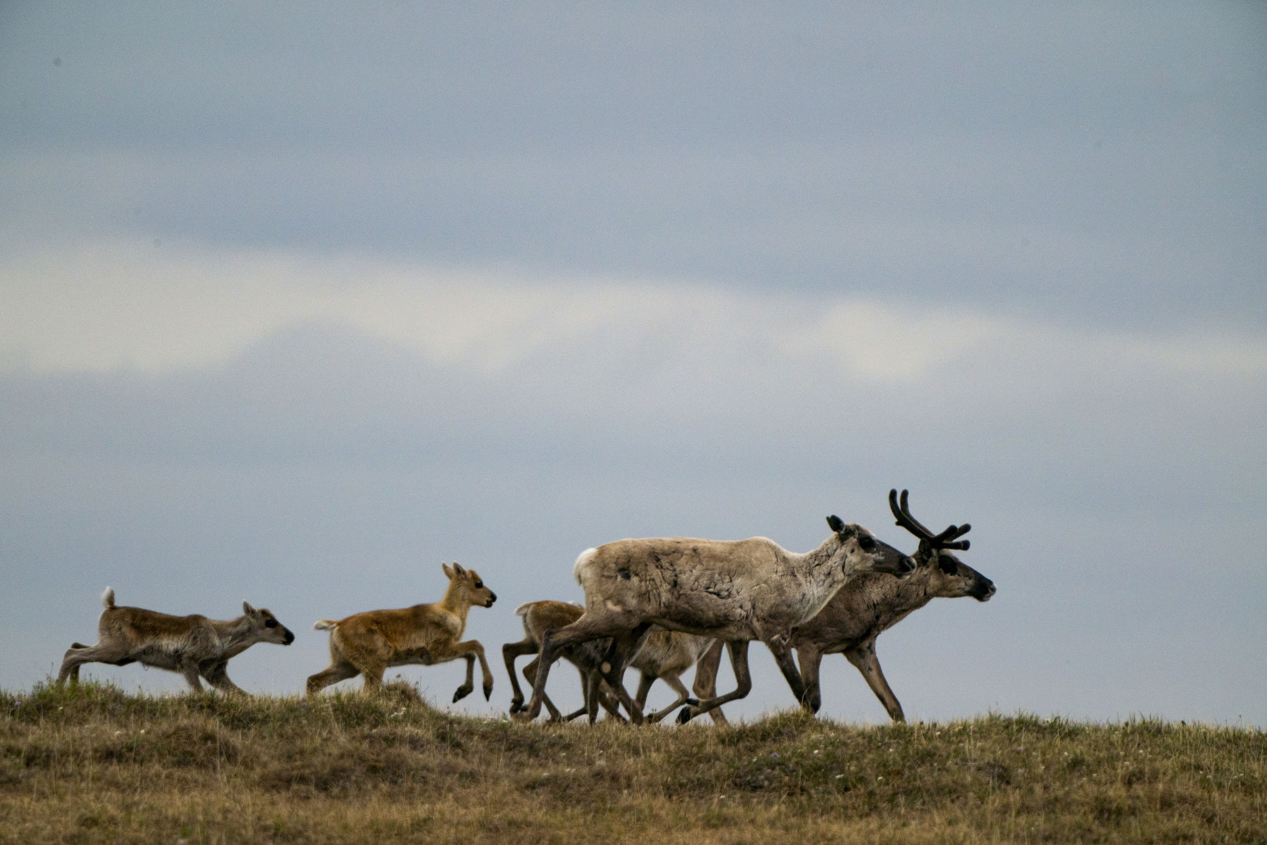 Trump allows hunting in National Wildlife Refuges despite shutdown
