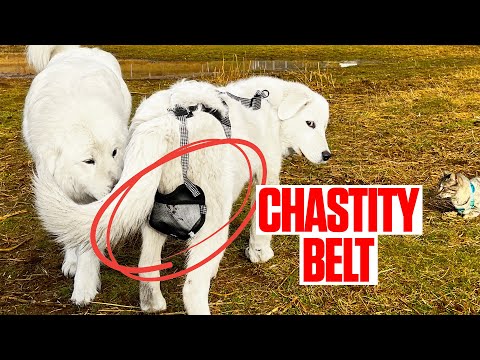 Preventing teenage puppy pregnancy on the farm