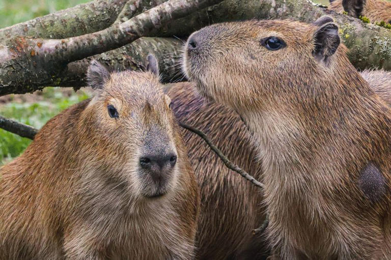 Twycross Zoo welcomes new family of capybaras - visitors can get in the ...