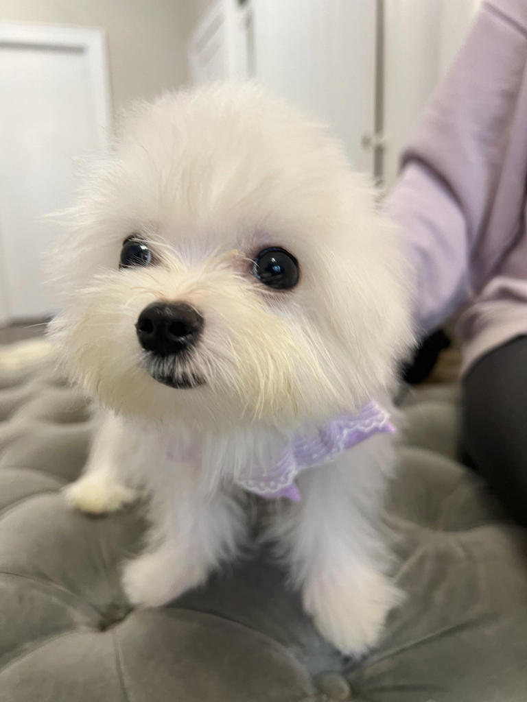 The Post goes undercover: Queens pet store selling Asian-bred pups for ...