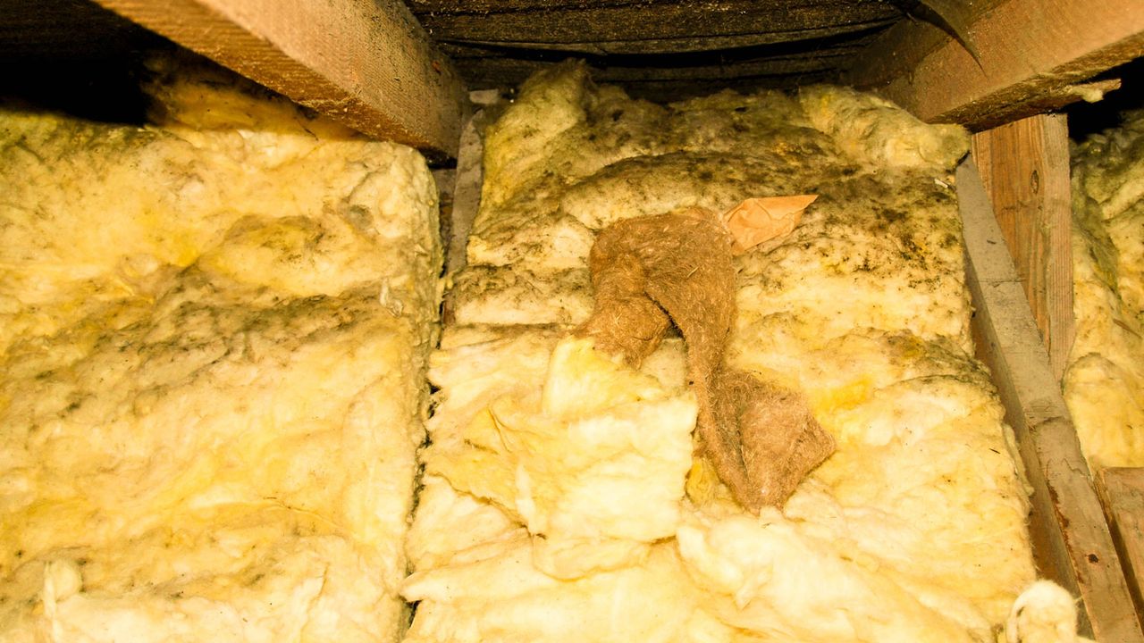 Why you should never ignore wet loft insulation – discover common ...