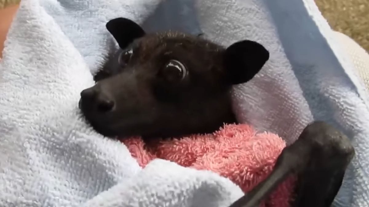 El perro murciélago: una de las criaturas más extrañas que verás en tu ...