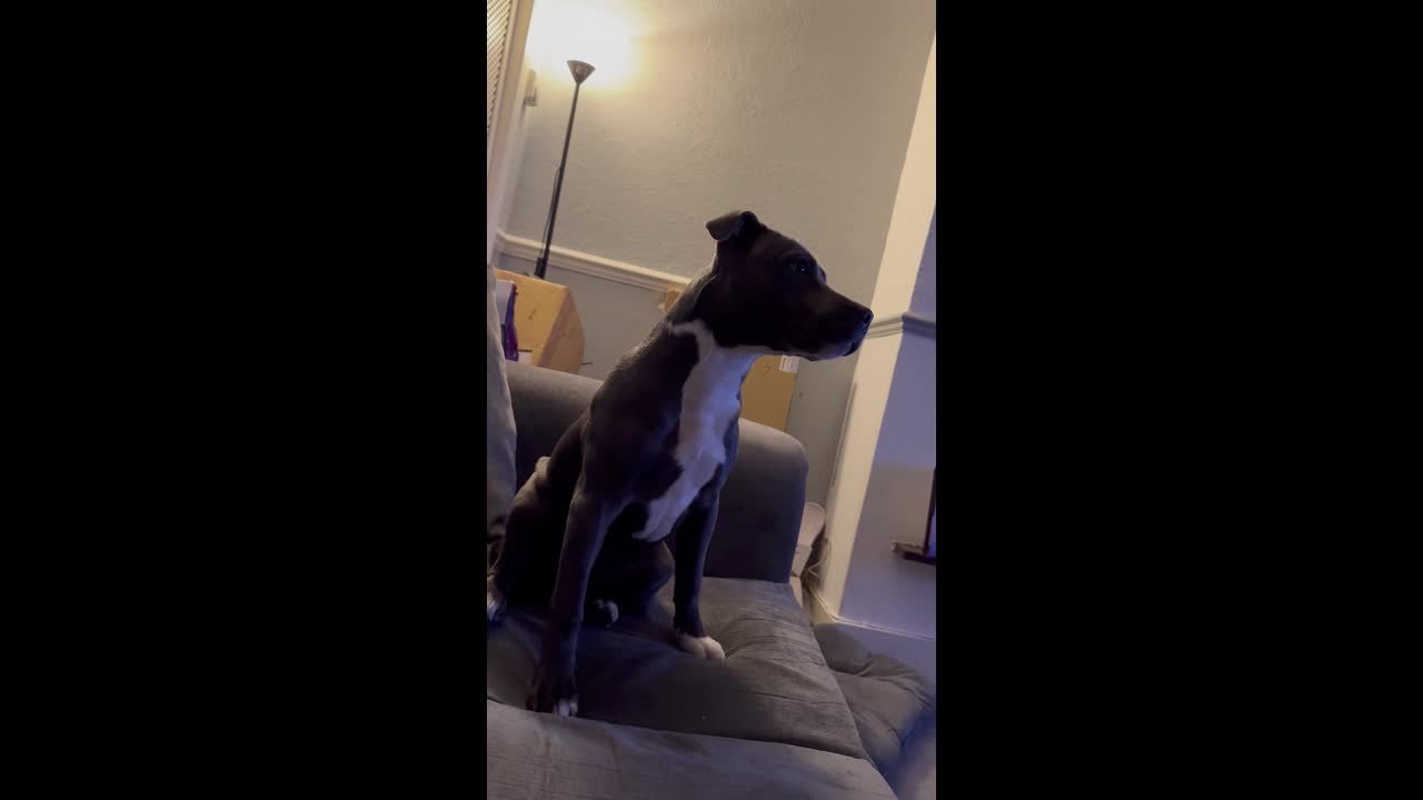 Excited pit bull waits for her dad to come home in Dartford, England, UK