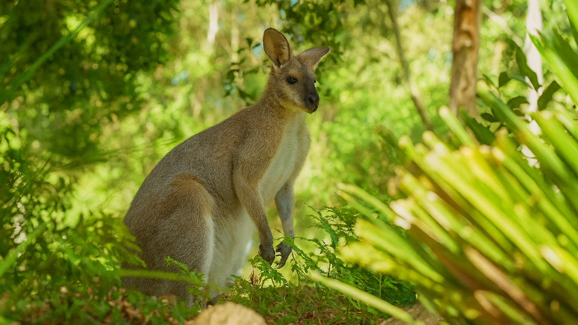 Wallabys und andere Tiere im tasmanischen Wald in 4K