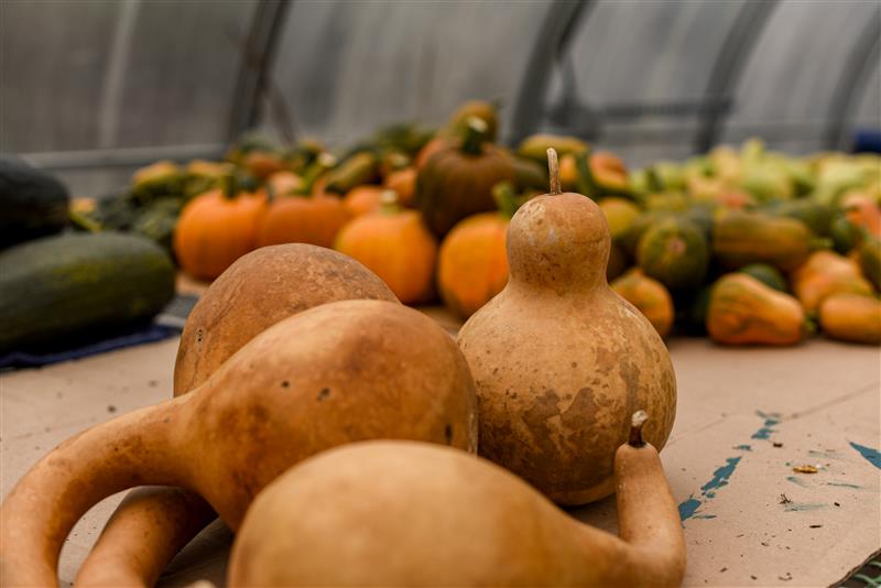 Gourds are a seasonal delight with deep cultural roots across ...