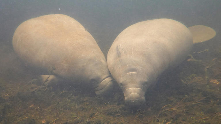 The Best Places In America To See Wild Manatees (That Aren't Florida ...