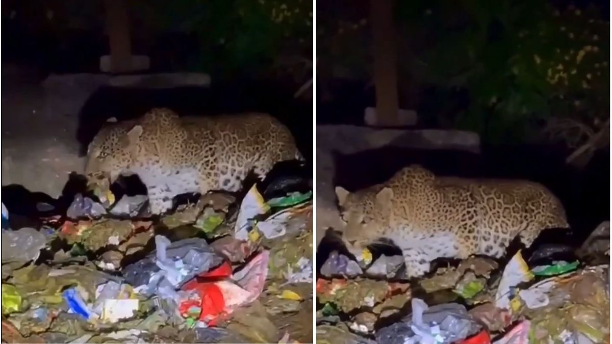 IFS officer shares distressing video of leopard scavenging for food in ...