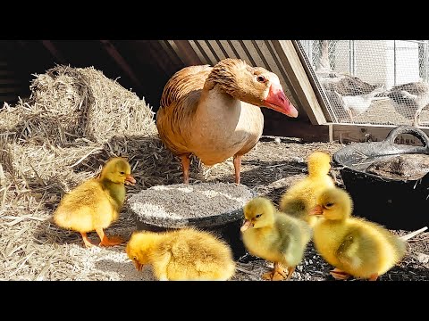 My goose just hatched five healthy goslings