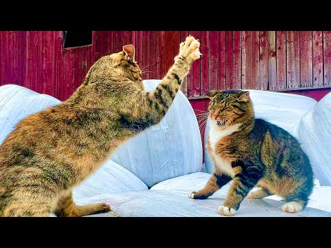 The truth of what happened to my barn cat