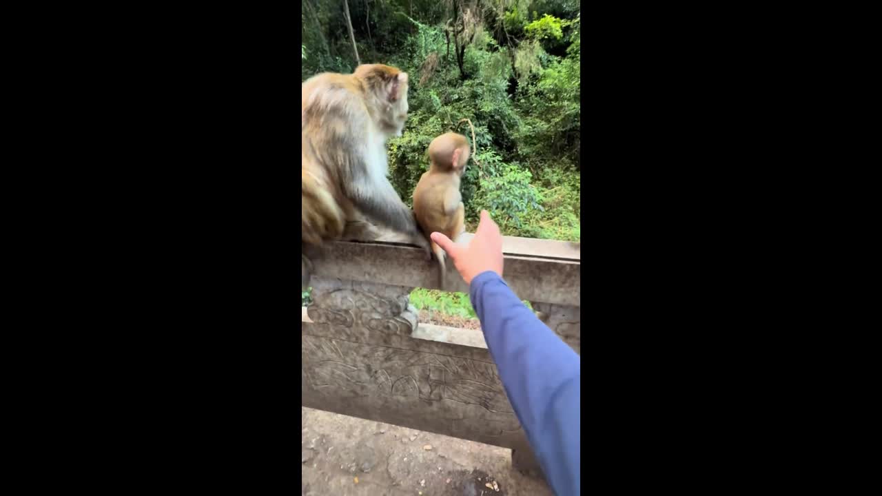 Protective mother monkey guards her baby from visitor in Guizhou, China