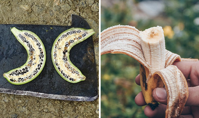 Here Are 14 Photos Of Fruits And Veggies Before And After Humans ...