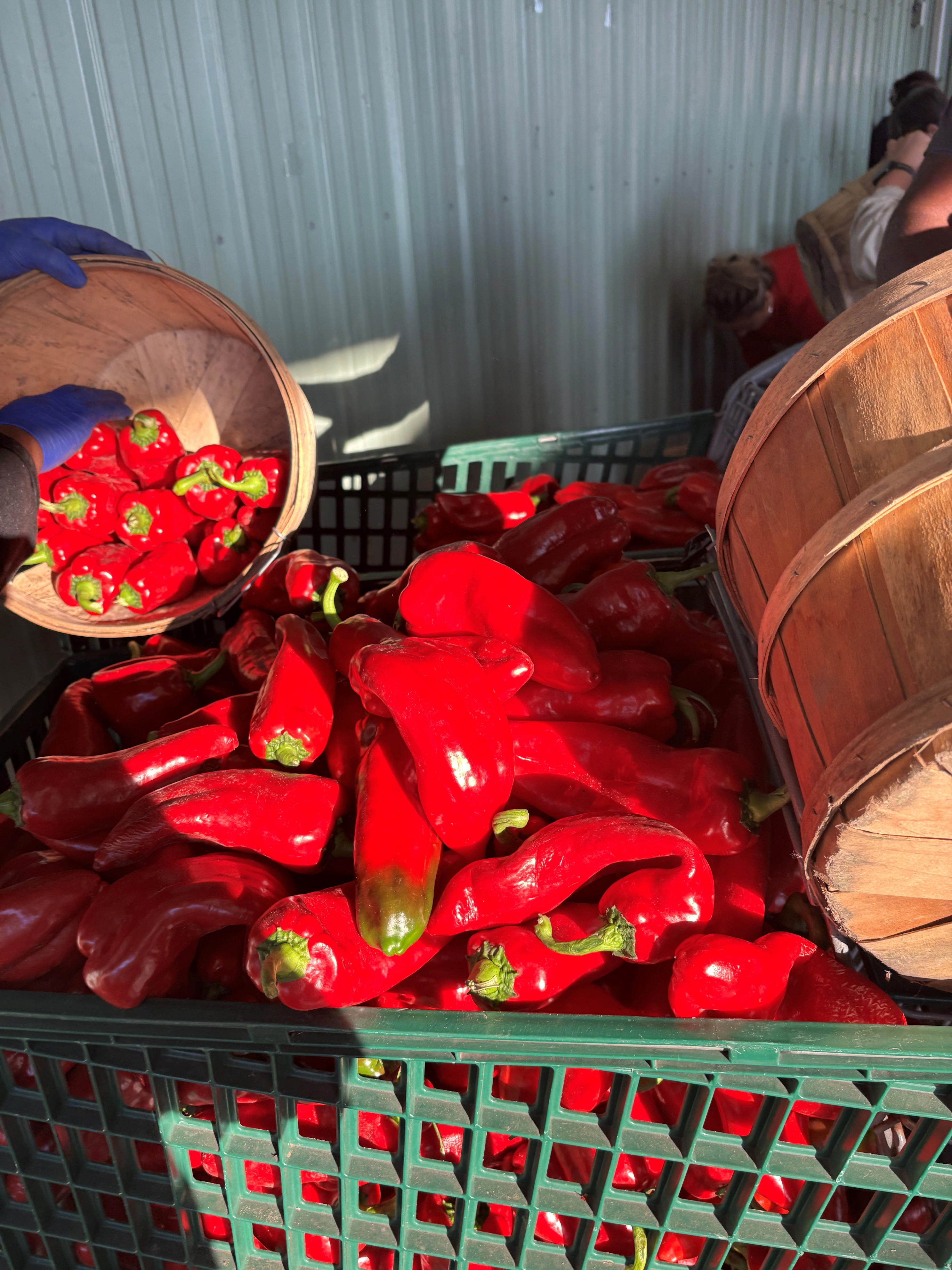 Blocks Stand and Greenhouse customers gobble up red peppers by the ...