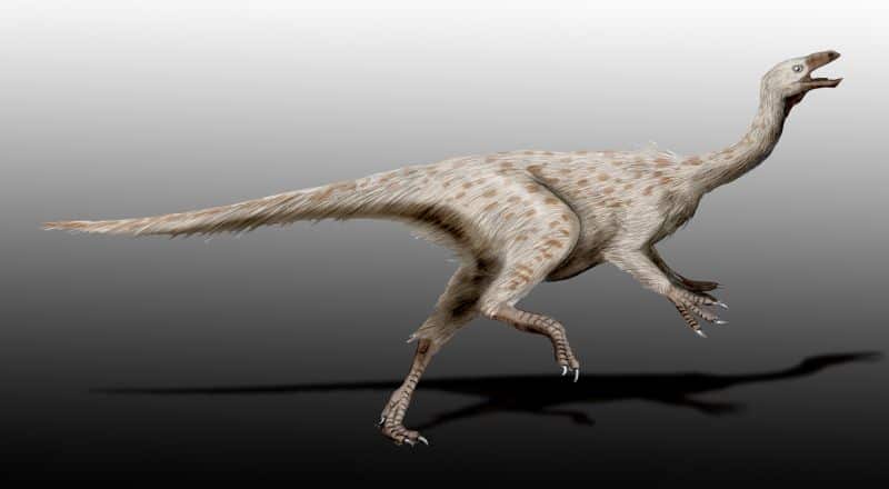Meet the Giant, Agile Ancestor of the Modern Ostrich