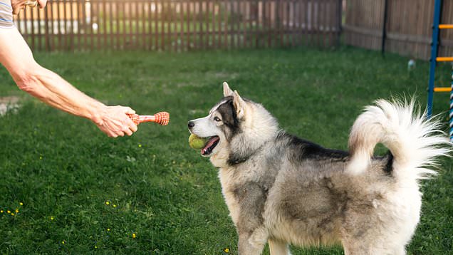 Adorable three-legged Husky is the happiest pup!