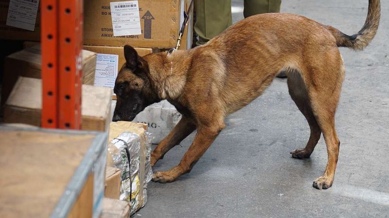 28 Dog Breeds That Demand Patience, Skill, and Leadership