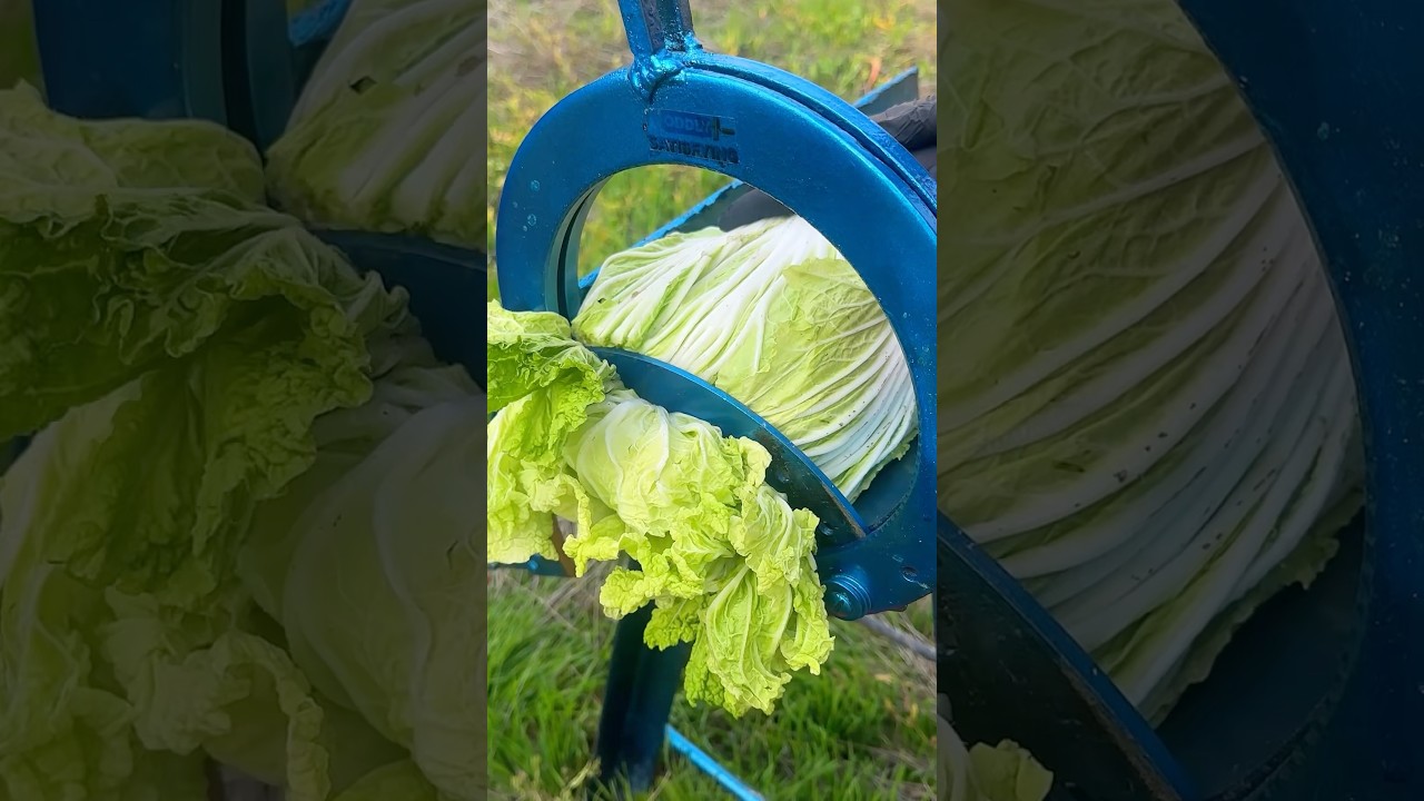 I can't stop watching this cabbage slicing! 🥬
