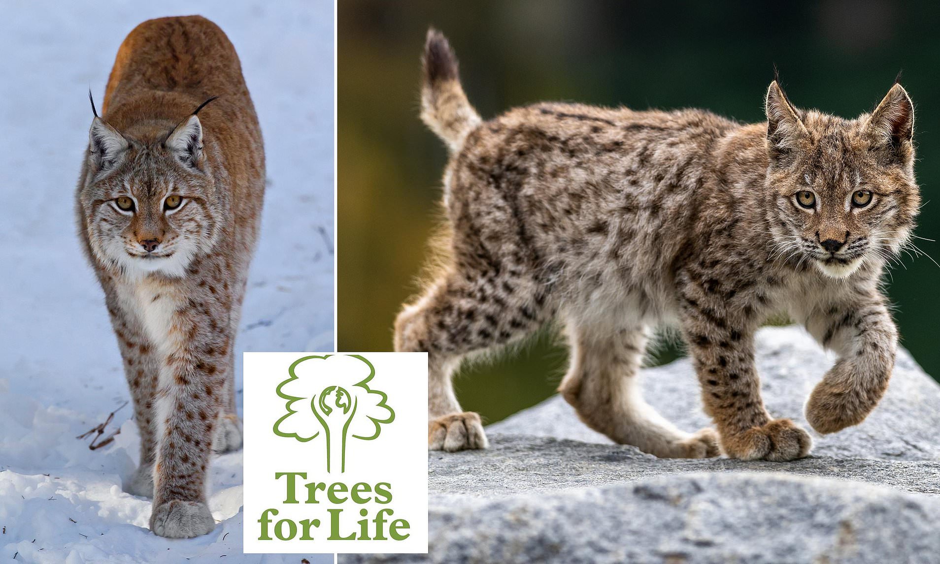 Two new posts advertised in a bid to bring lynx back to Scotland