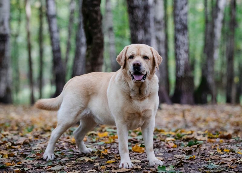 24 Dog Breeds Known for Their Loyalty and Compatibility with Rescue Owners