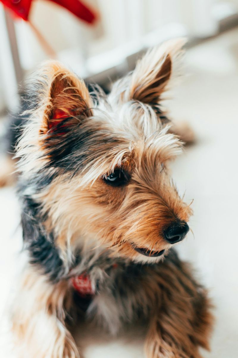 28 Feisty Small Dog Breeds That Prove Size Isn't Everything