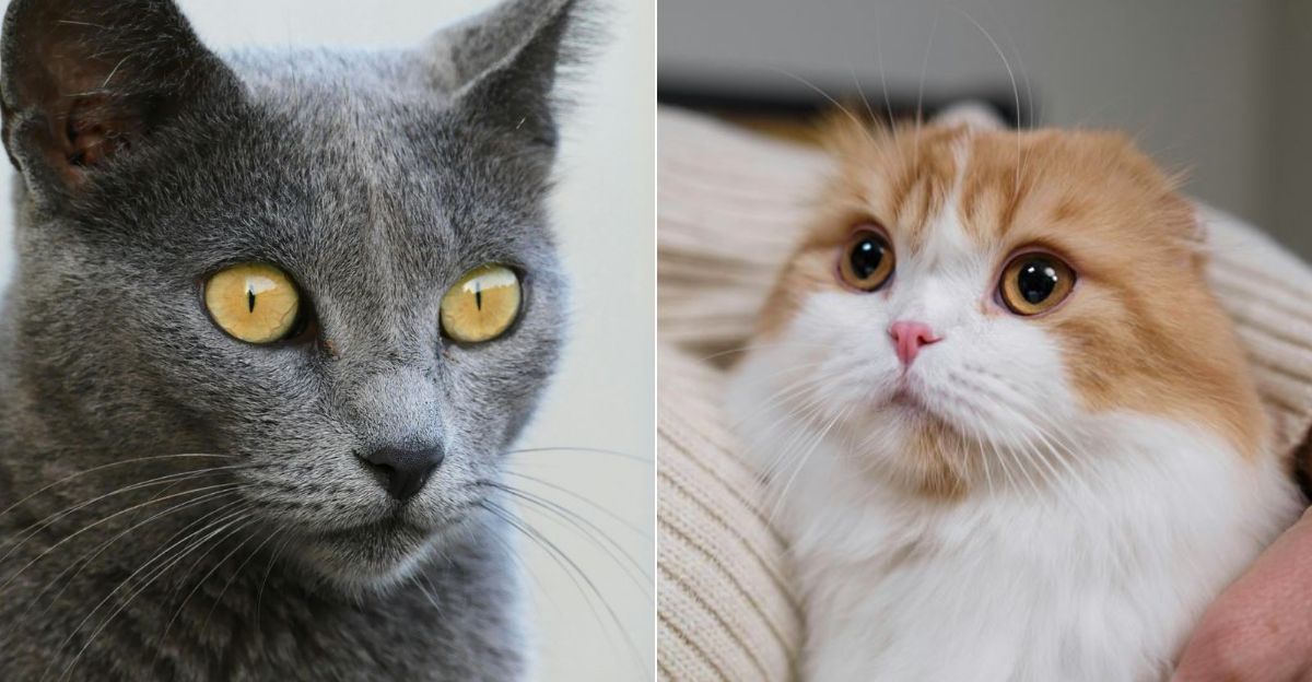 11 Cat Breeds That Create Strong Emotional Bonds With Their Humans