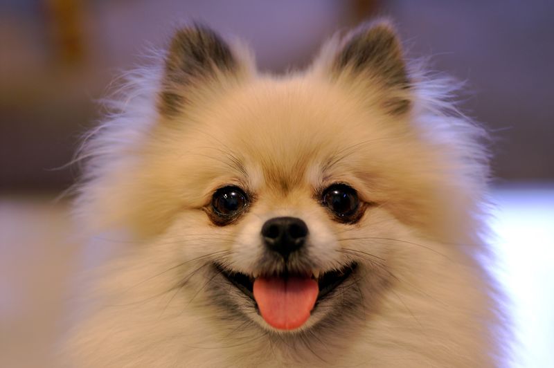 28 Feisty Small Dog Breeds That Prove Size Isn't Everything