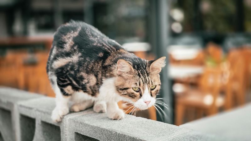 12 Fascinating Facts About How A Cat’s Brain Works