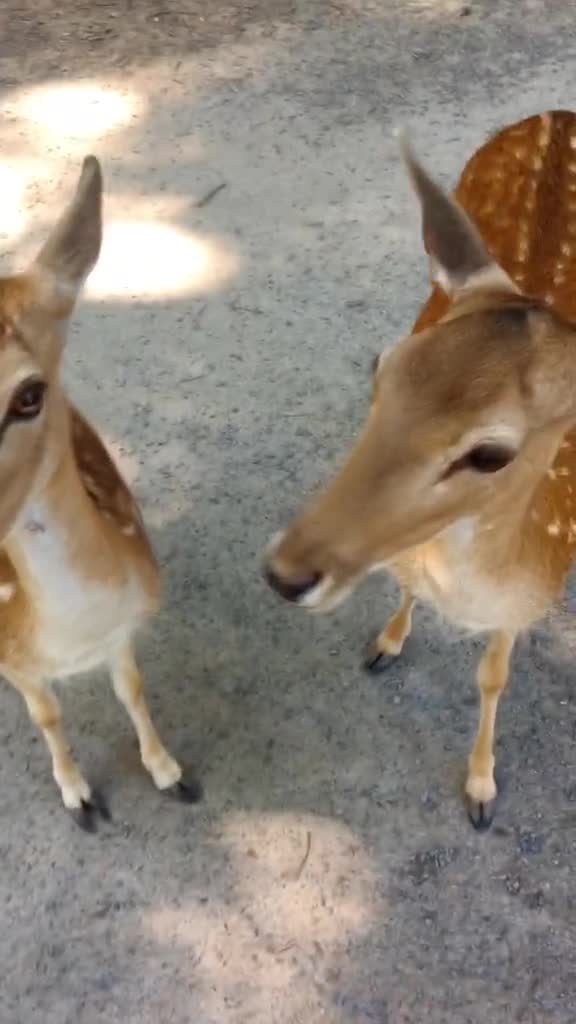 Up Close with Friendly Deer: Feeding Time Moment