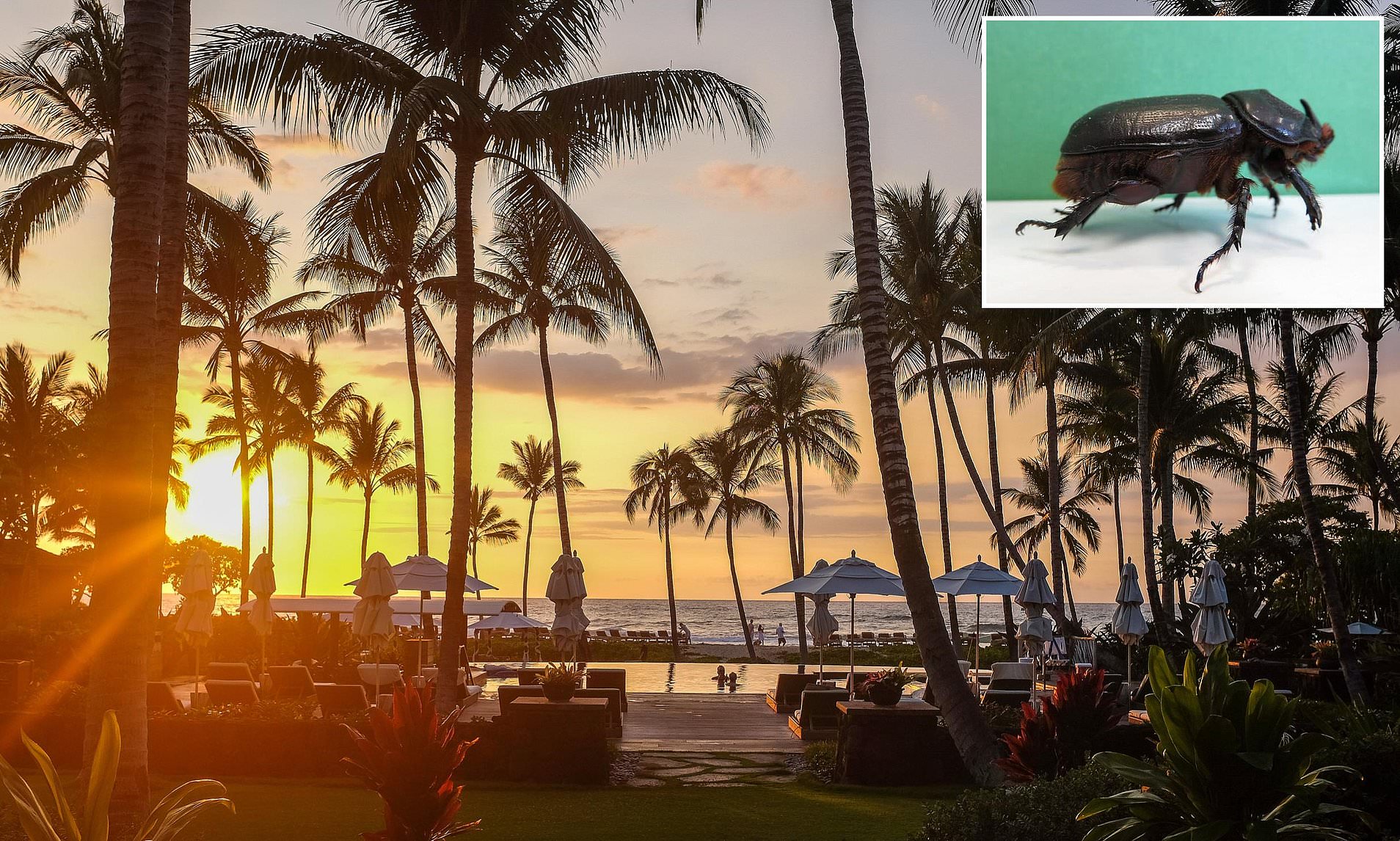 Hawaii locals fear the worst as invasive beast threatens to destroy ...