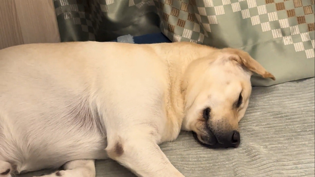 Labrador dog sleeps soundly and snores adorably in Beijing
