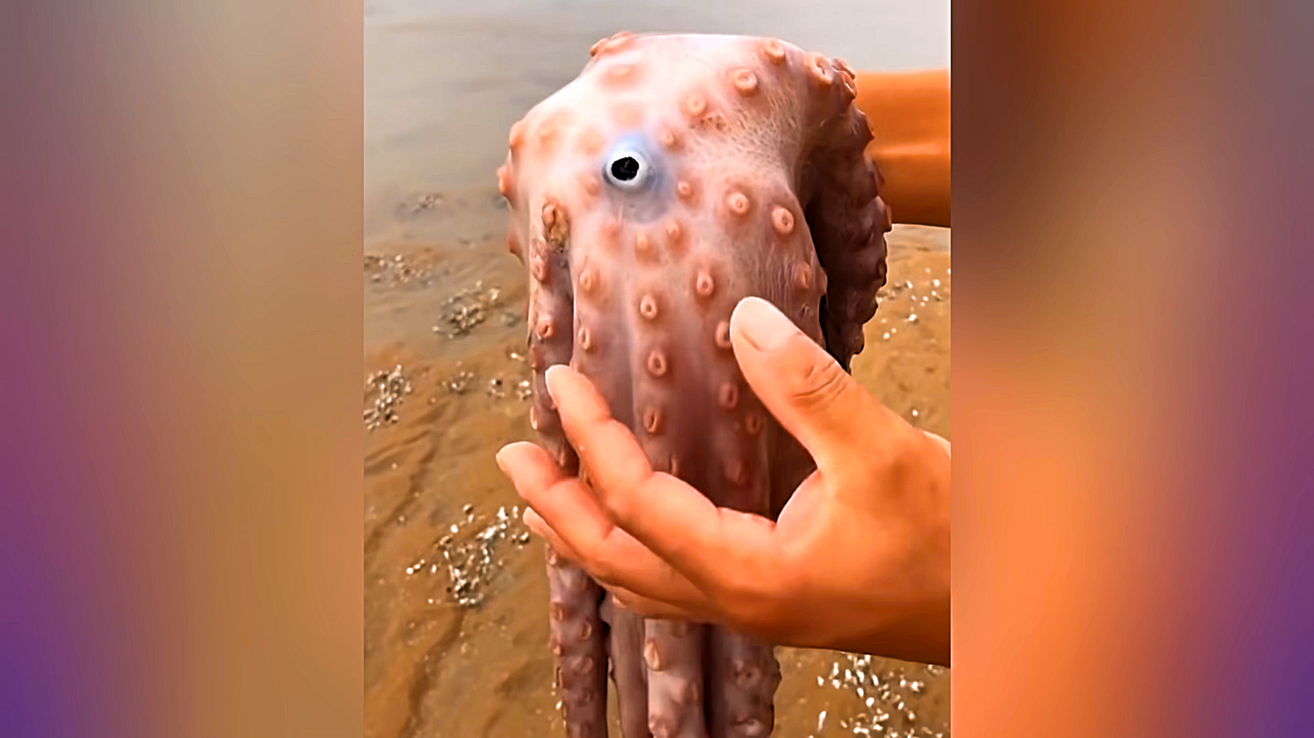 Exploring the World of Giant Octopus