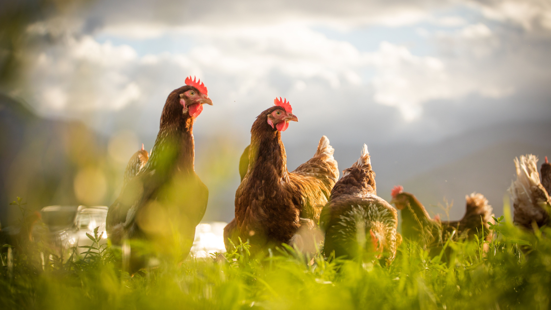 Best Chicken Names To Add Personality To Your Flock