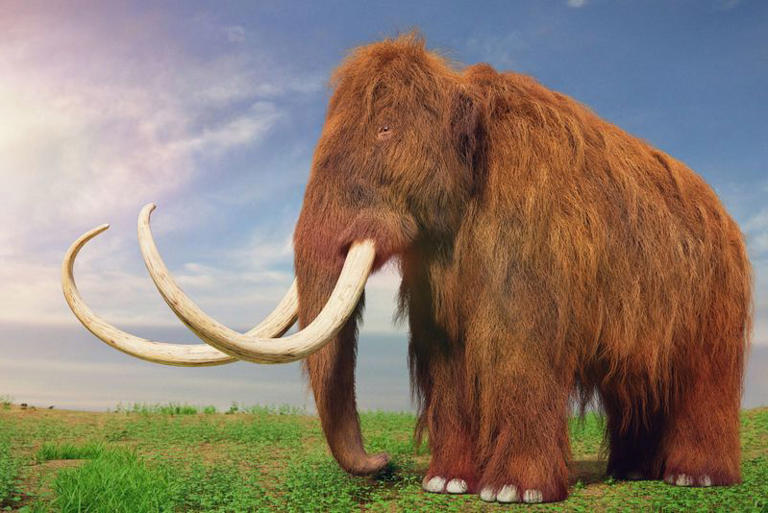 What If Woolly Mammoths Never Went Extinct?