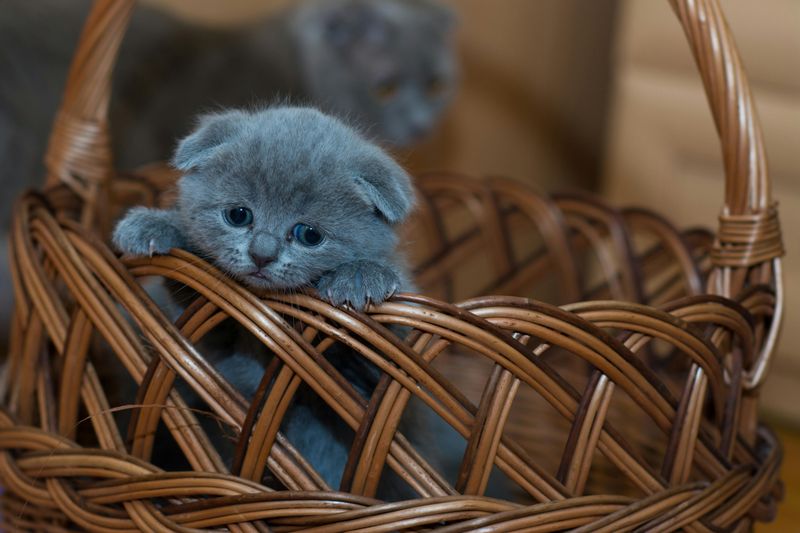 7 Mistakes That Hurt Your Cat’s Feelings And 5 Things That Cheer Them Up