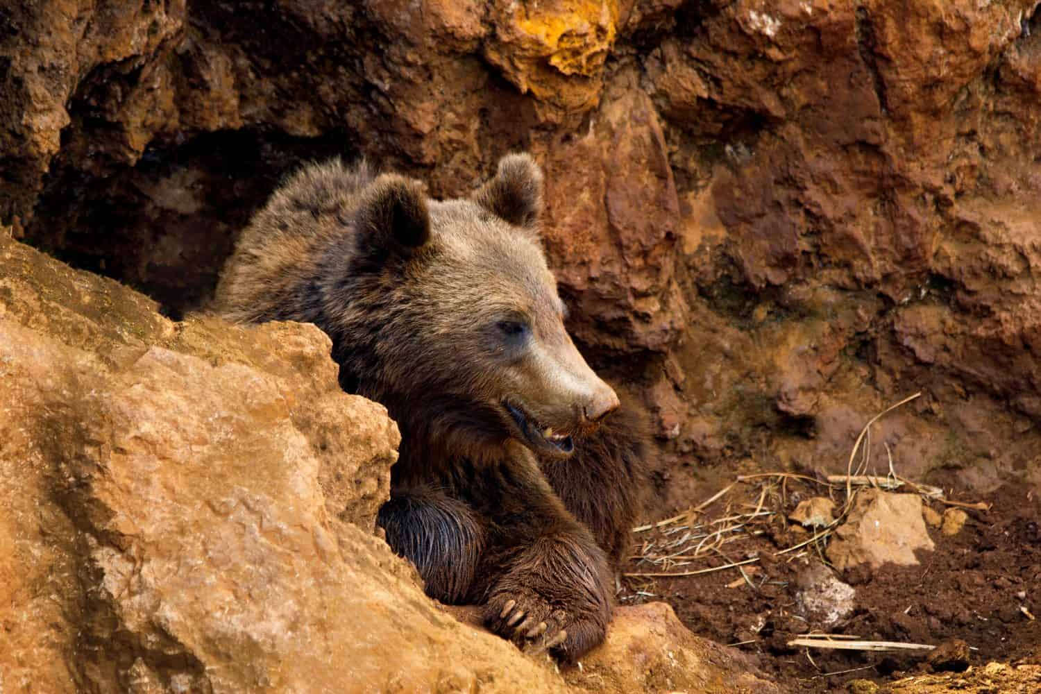 The Legendary Size of Ancient Cave Bears: A Closer Look At This ...