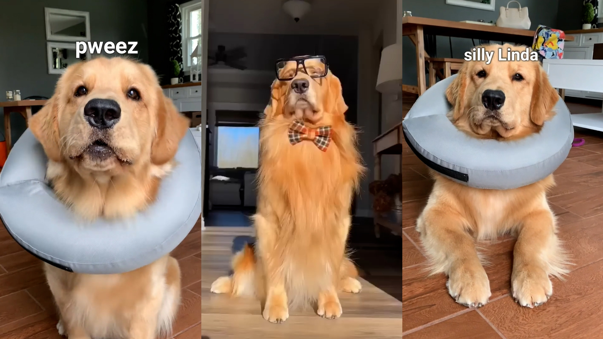 Funny Golden Retriever Moments Caught on Camera