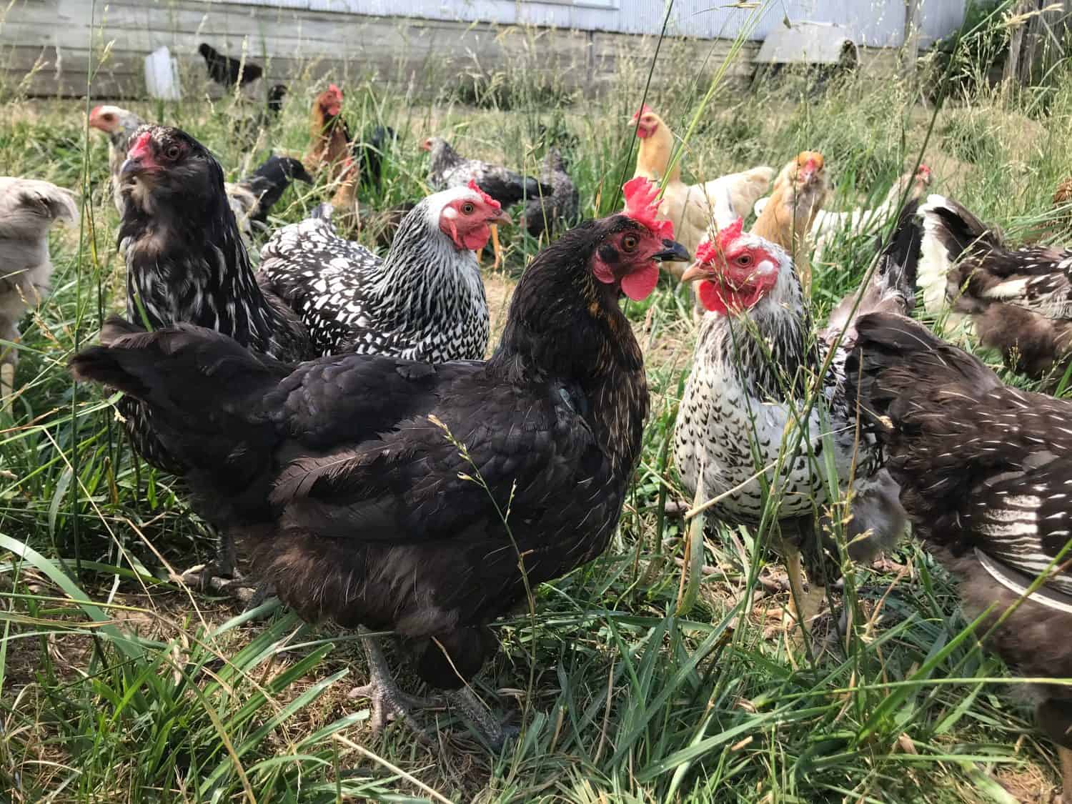 The pecking order: How chickens decide who’s boss