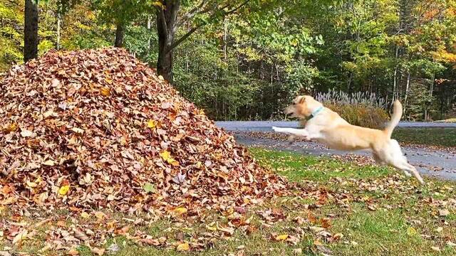 Fall Is Stella The Dog's Favorite Season