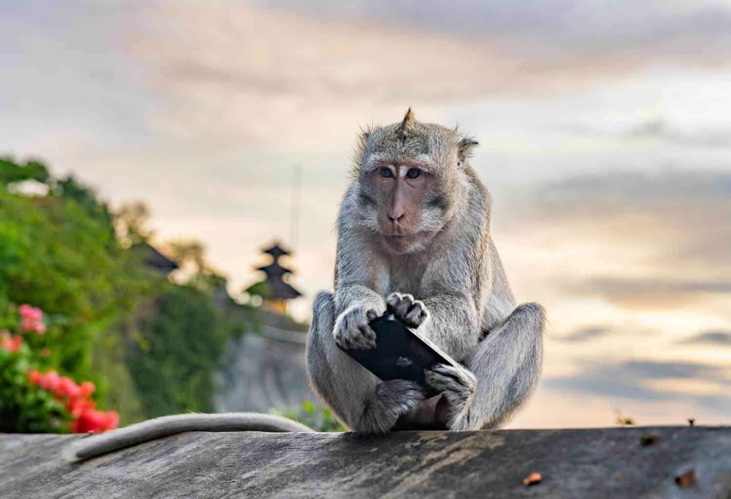 When You Give a Monkey a Passport