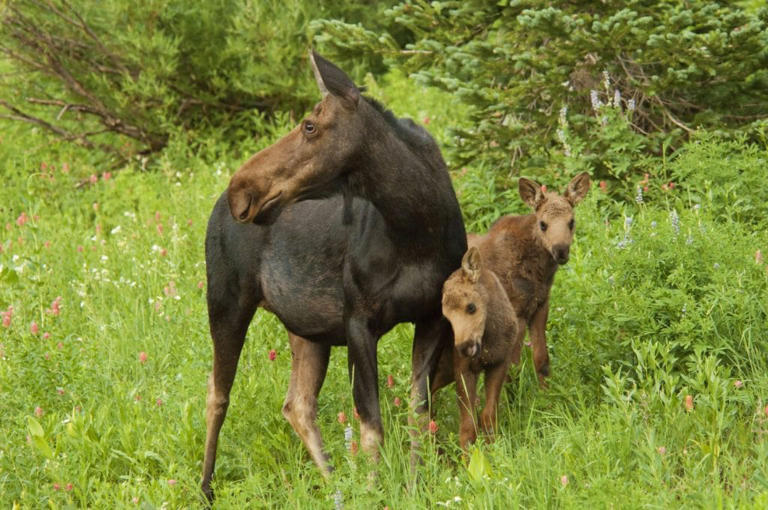 All 50 US state animals: Birds, mammals, and their significance